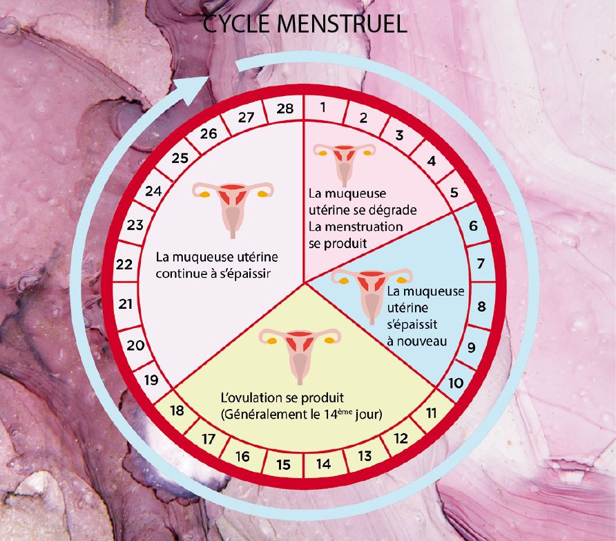 Comment accompagner naturellement le CYCLE FÉMININ ? - Bio Infos Santé