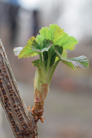 bud-cassis - Bio Infos Santé