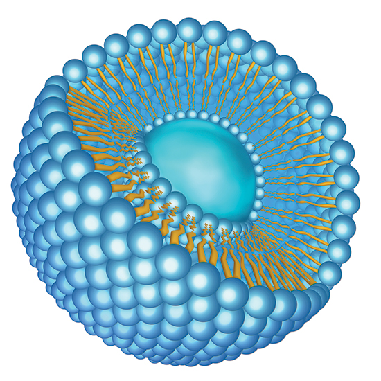 liposome-une - Bio Infos Santé