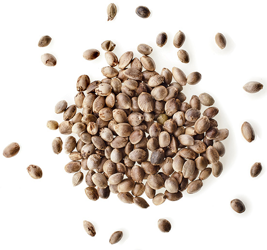 chanvre - Bio Infos Santé