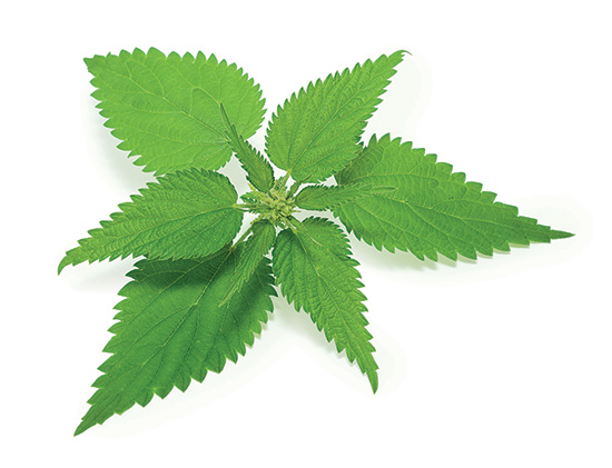 orti - Bio Infos Santé